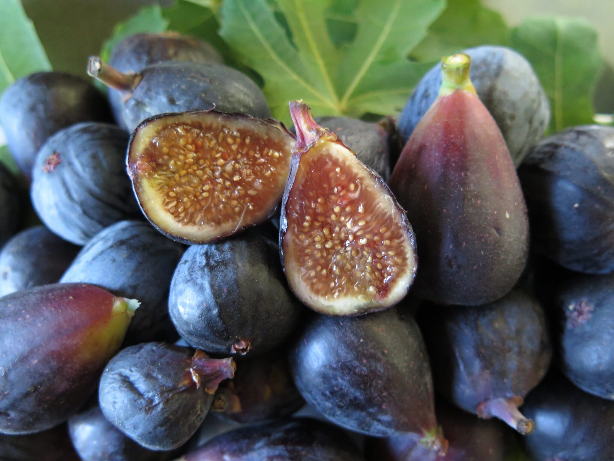 Mission Figs - The Blissful Gardeners
