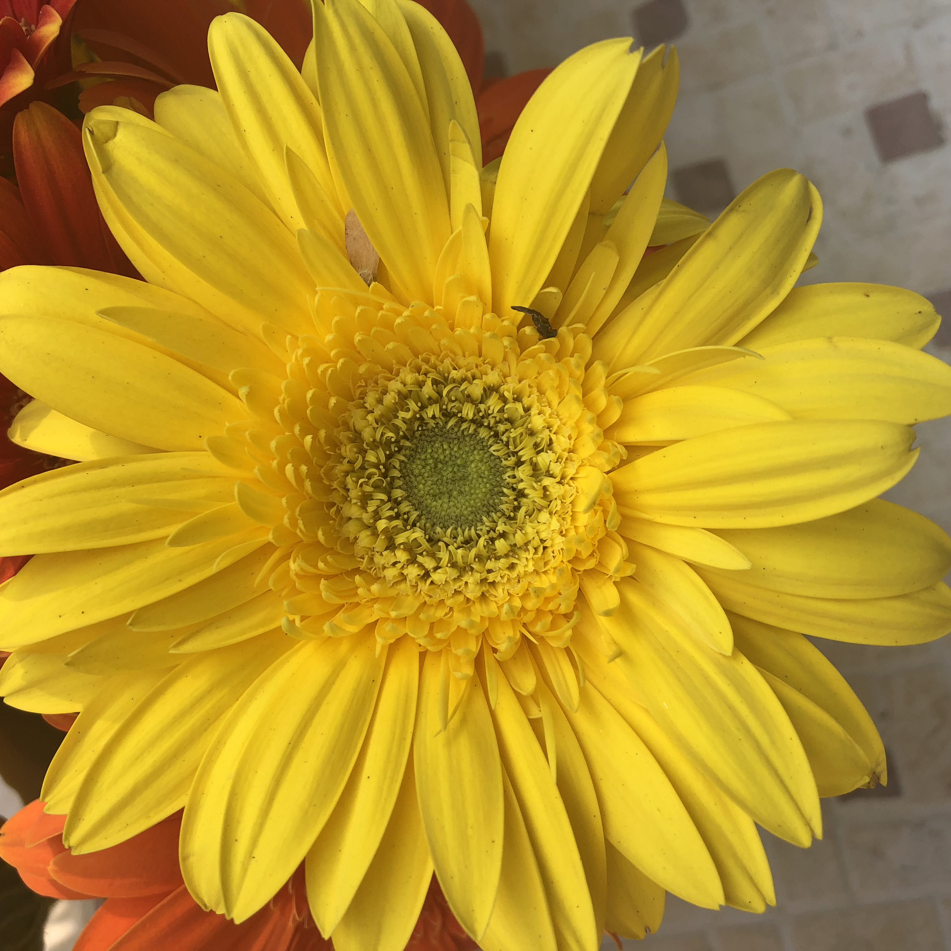 Gerbera Daisies - The Blissful Gardeners